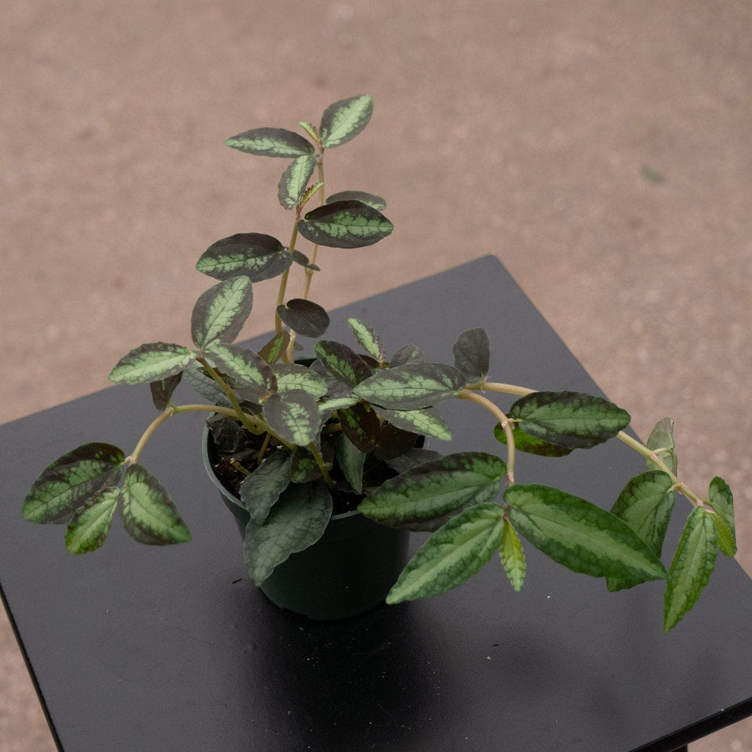 Procris repens 'Watermelon Begonia' - Gabriella Plants