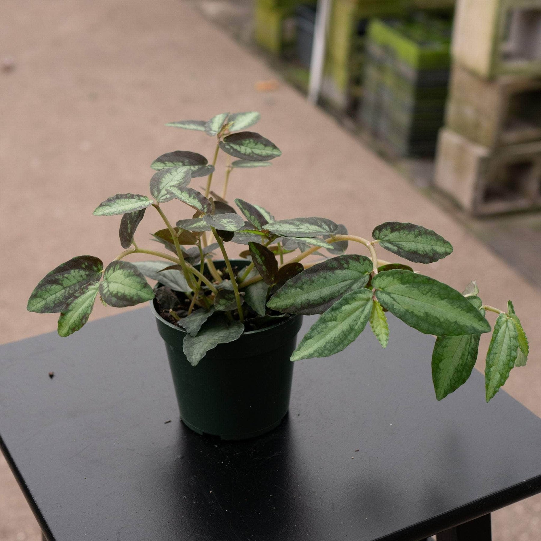 Procris repens 'Watermelon Begonia' - Gabriella Plants