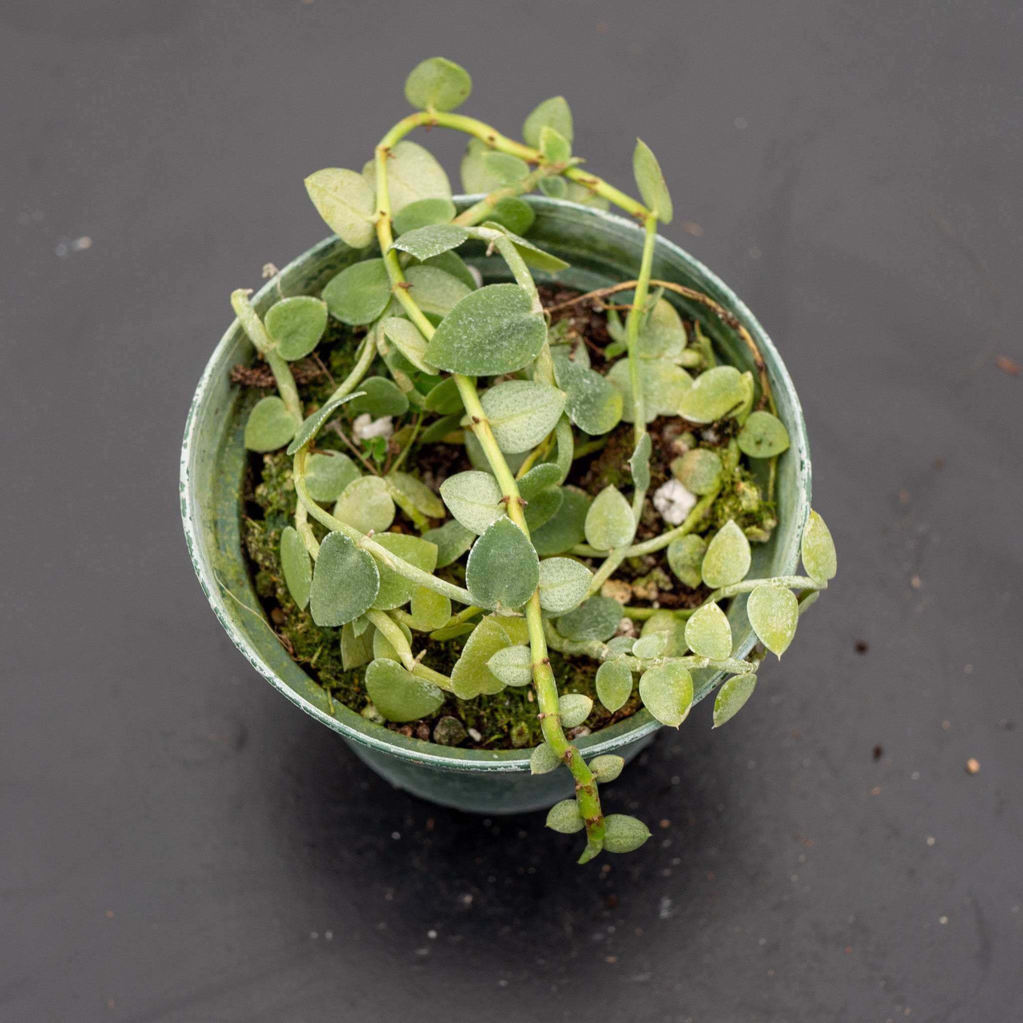 Rhaphiphodora pachyphylla - Gabriella Plants