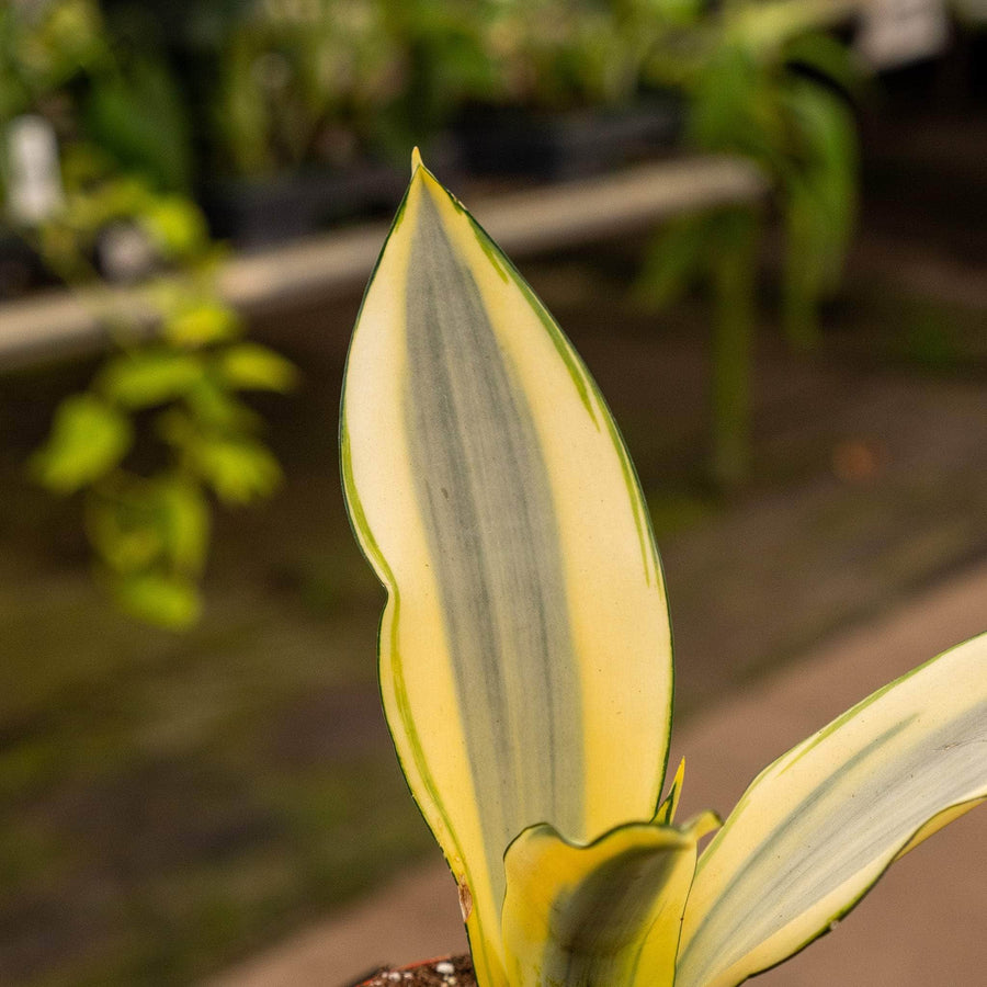 Sansevieria trifasciata 'Ghost' - Gabriella Plants