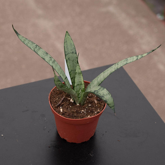 Sansevieria trifasciata 'Silver Princess' - Gabriella Plants