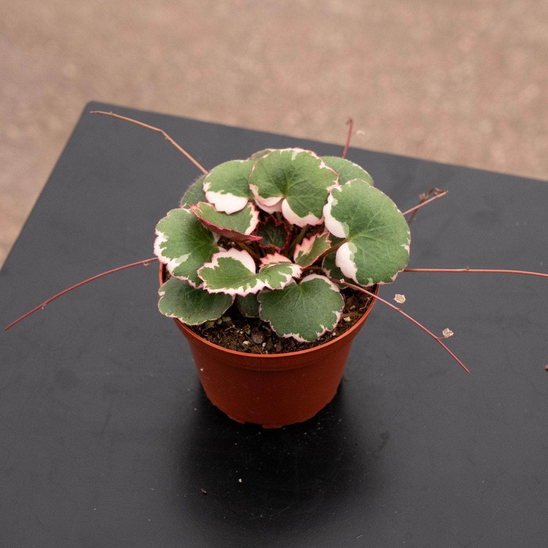 Saxifraga stolonifera variegata "Strawberry Begonia Variegated ...