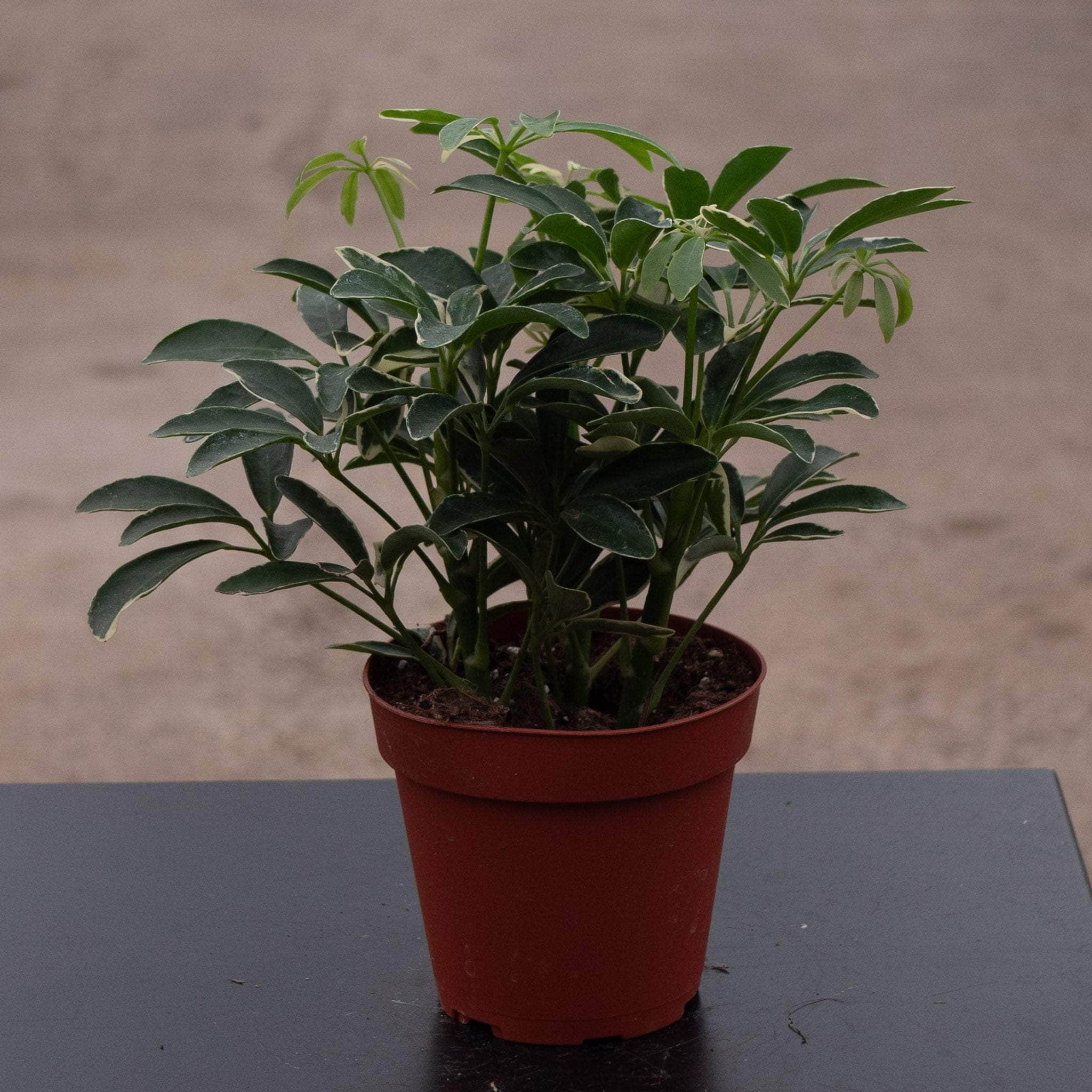 Schefflera arboricola 'Moondrop' - Gabriella Plants