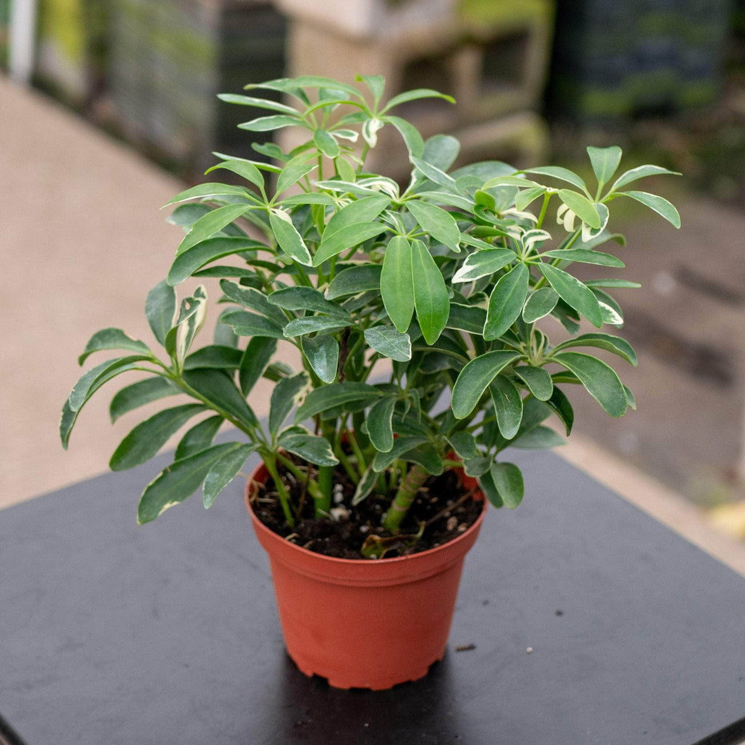 Moondrop Schefflera Plant Schefflera Care — House Plant Shop
