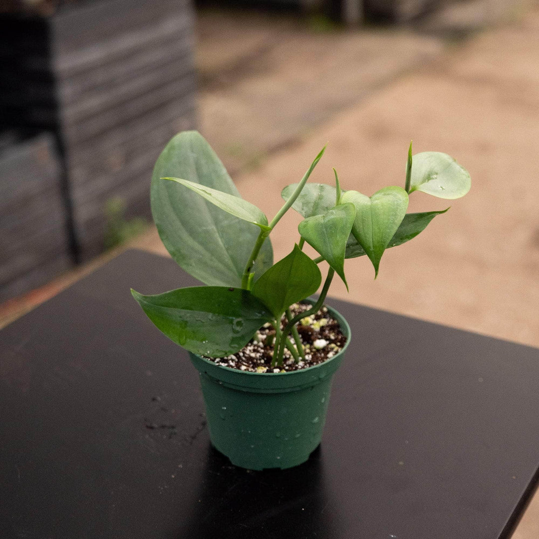 Scindapsus hederaceus - Gabriella Plants