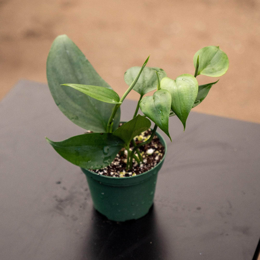 Inventory Update Page 6 - Gabriella Plants