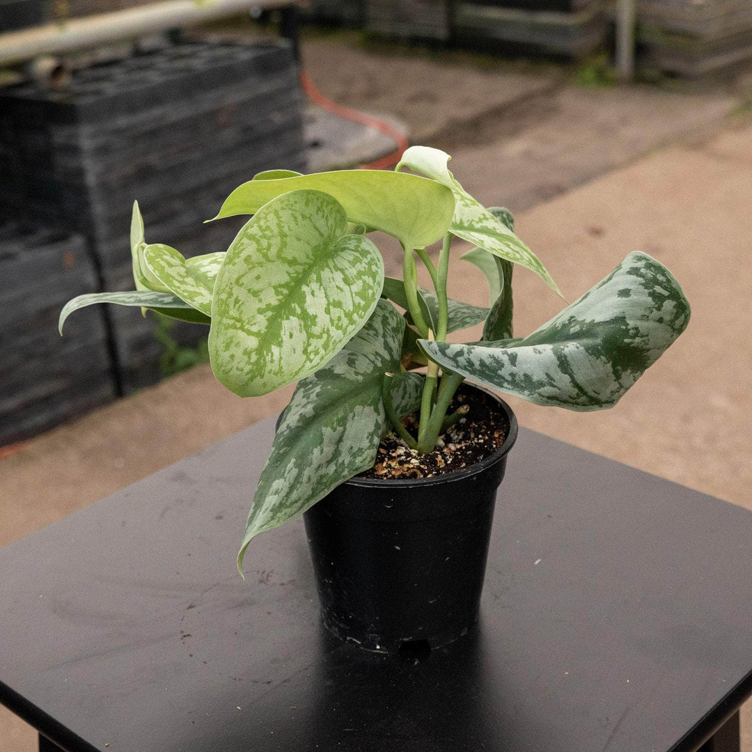 Scindapsus pictus 'Exotica' "Silver Satin" - Gabriella Plants