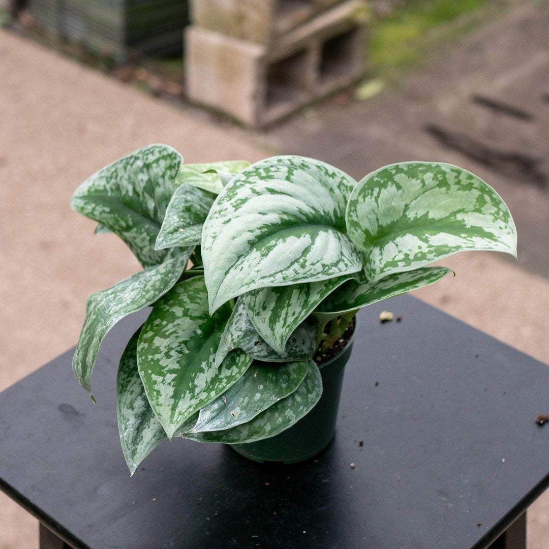 Scindapsus pictus 'Exotica' "Silver Satin" - Gabriella Plants