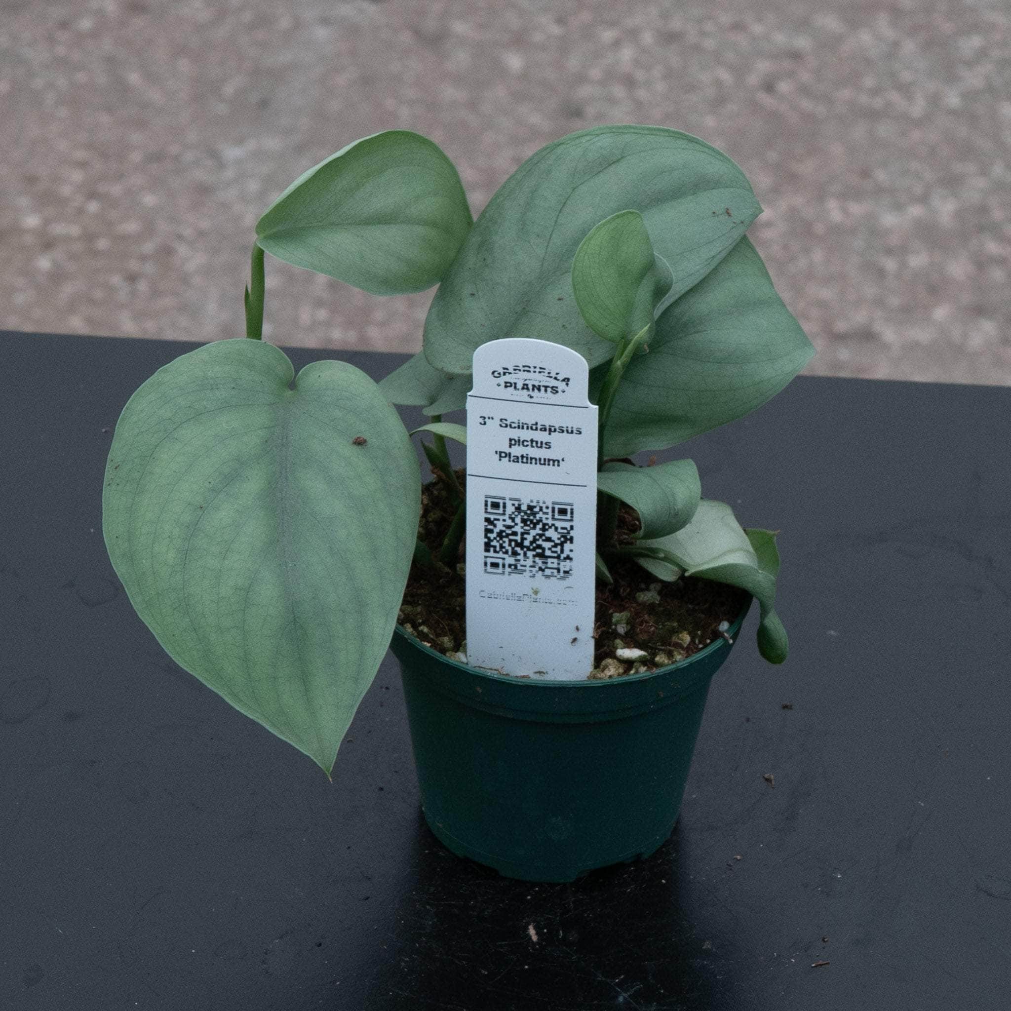 Scindapsus pictus 'Platinum‘ - Gabriella Plants