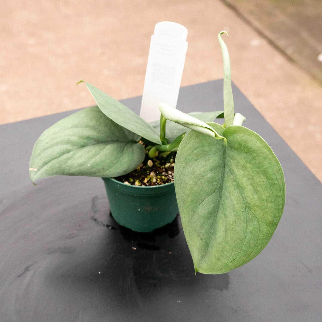 Scindapsus pictus 'Platinum‘ - Gabriella Plants
