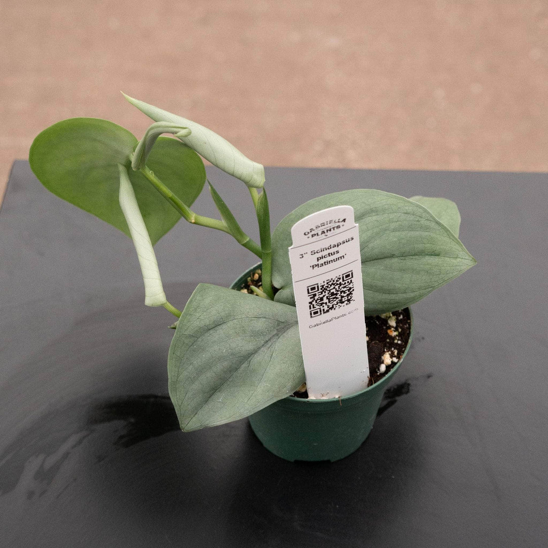 Scindapsus pictus 'Platinum‘ - Gabriella Plants