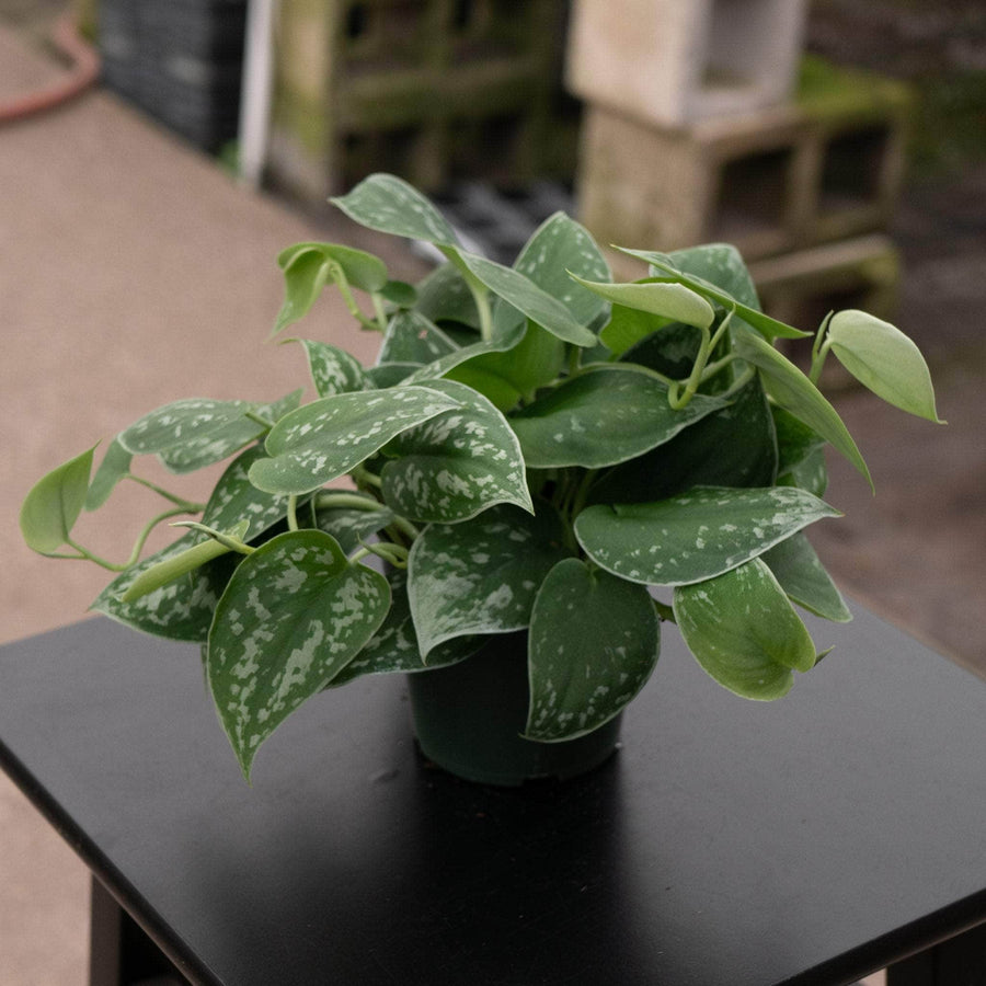 Inventory Update Page 6 - Gabriella Plants