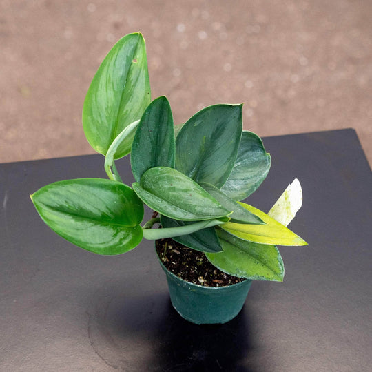 Inventory Update Page 6 - Gabriella Plants