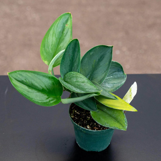 Inventory Update Page 6 - Gabriella Plants