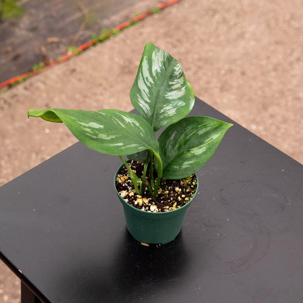 Scindapsus treubii sp. Sumatra - Gabriella Plants