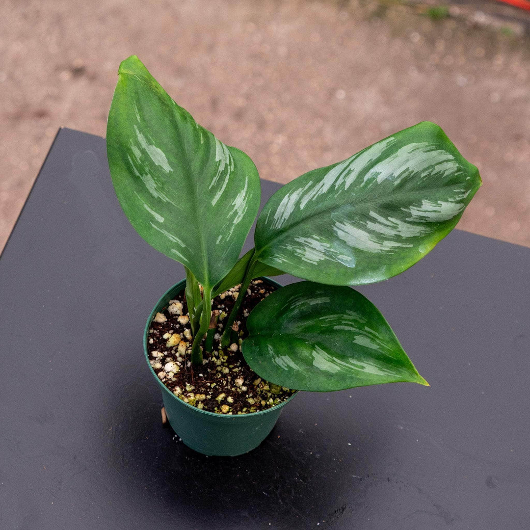 Scindapsus treubii sp. Sumatra - Gabriella Plants