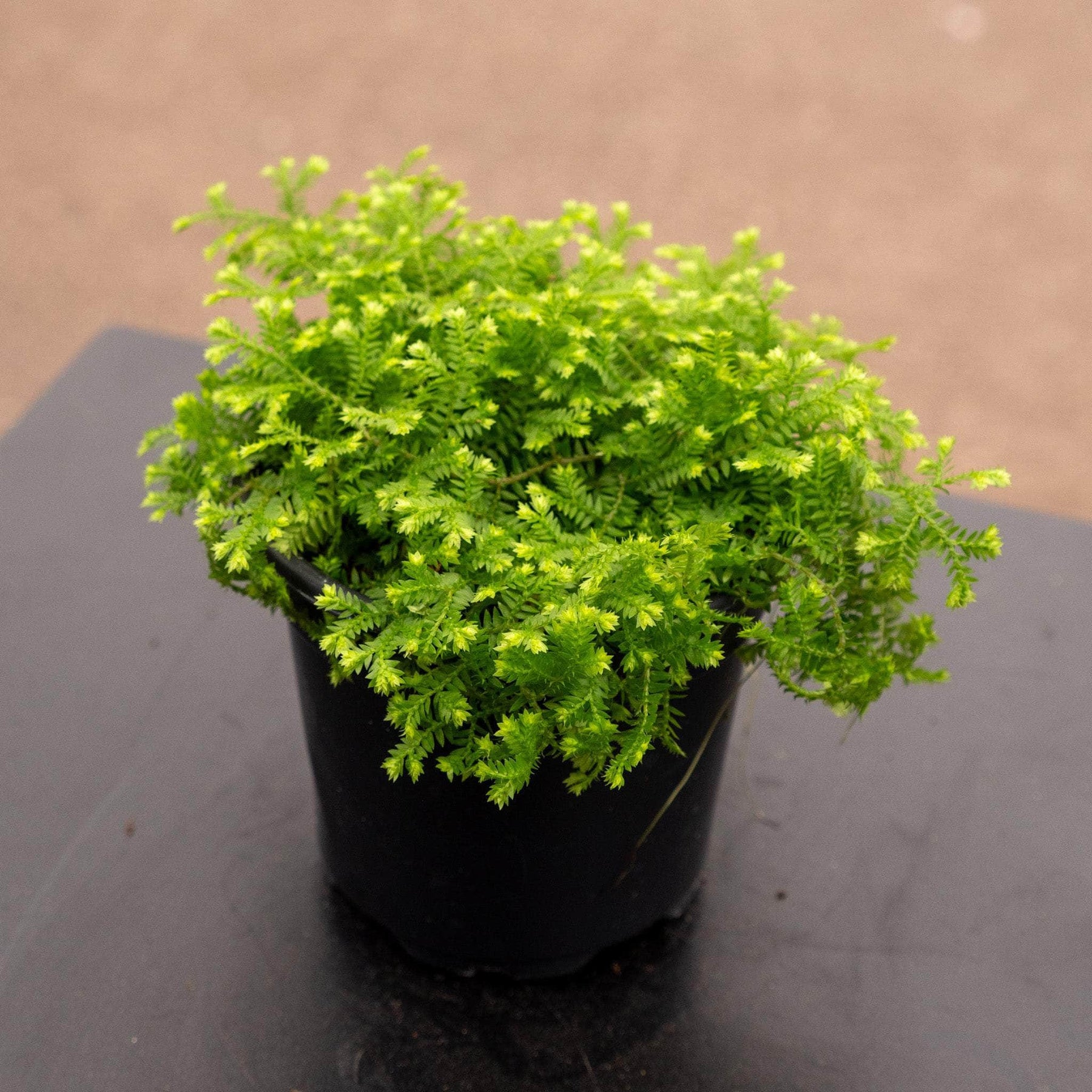 Fern Selaginella kraussiana 'Aurea' "Gold Club Moss" - Gabriella Plants