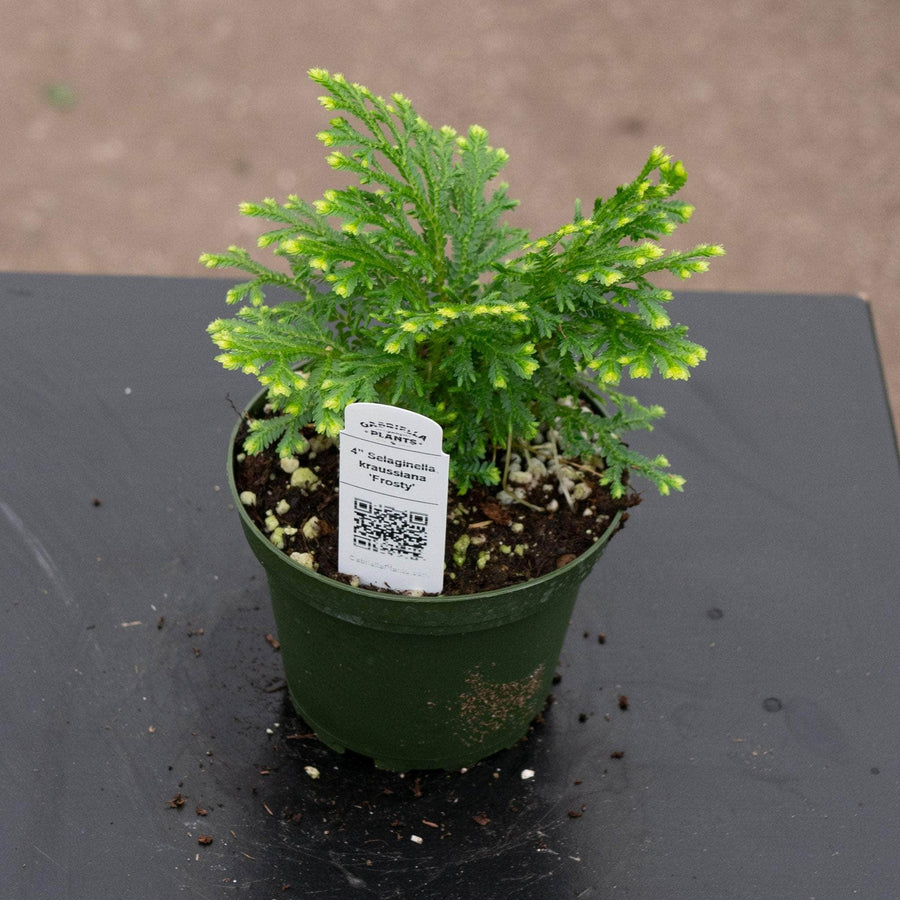 In Stock - Gabriella Plants