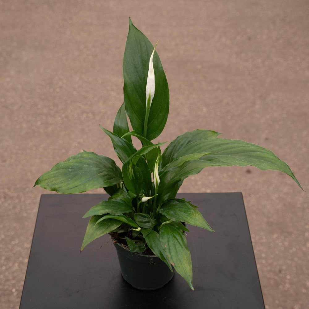 Spathiphyllum 'Flower Bunch' - Gabriella Plants