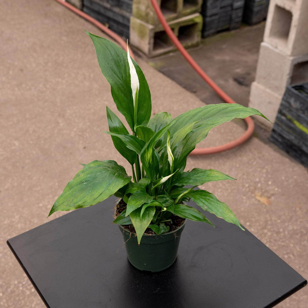 Spathiphyllum 'Flower Bunch' - Gabriella Plants