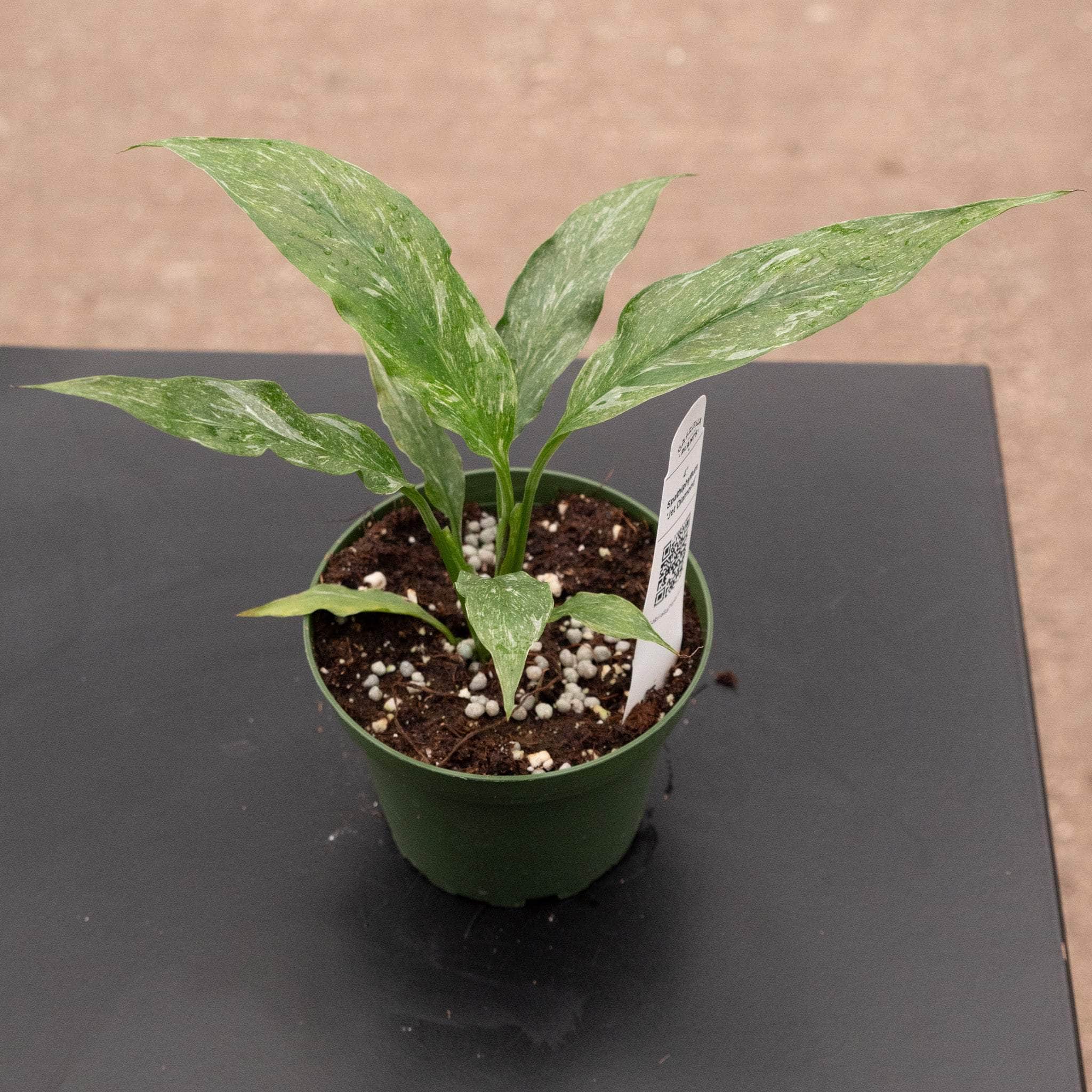 Spathiphyllum 'Jet Diamond' - Gabriella Plants