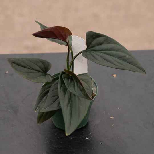 Gabriella Plants