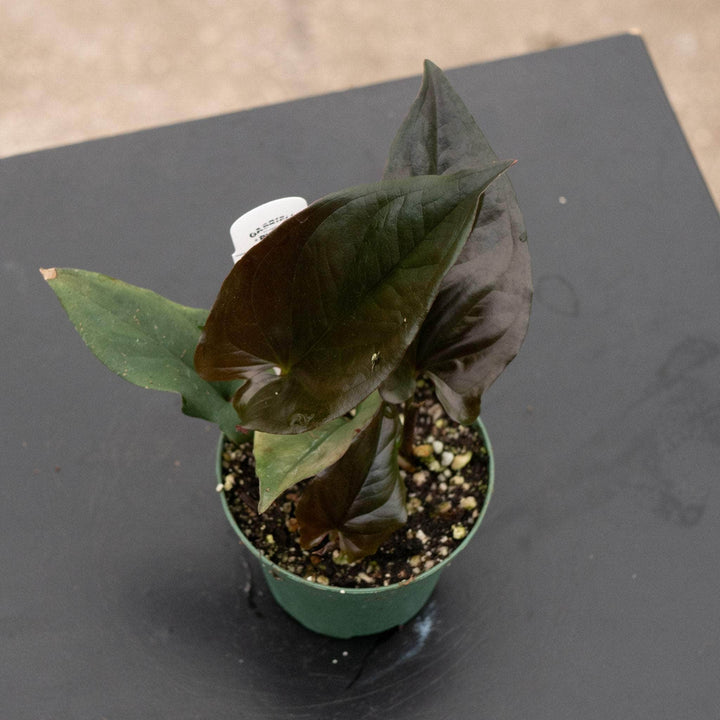 Syngonium erythrophyllum "Llano-Carti Road" - Gabriella Plants