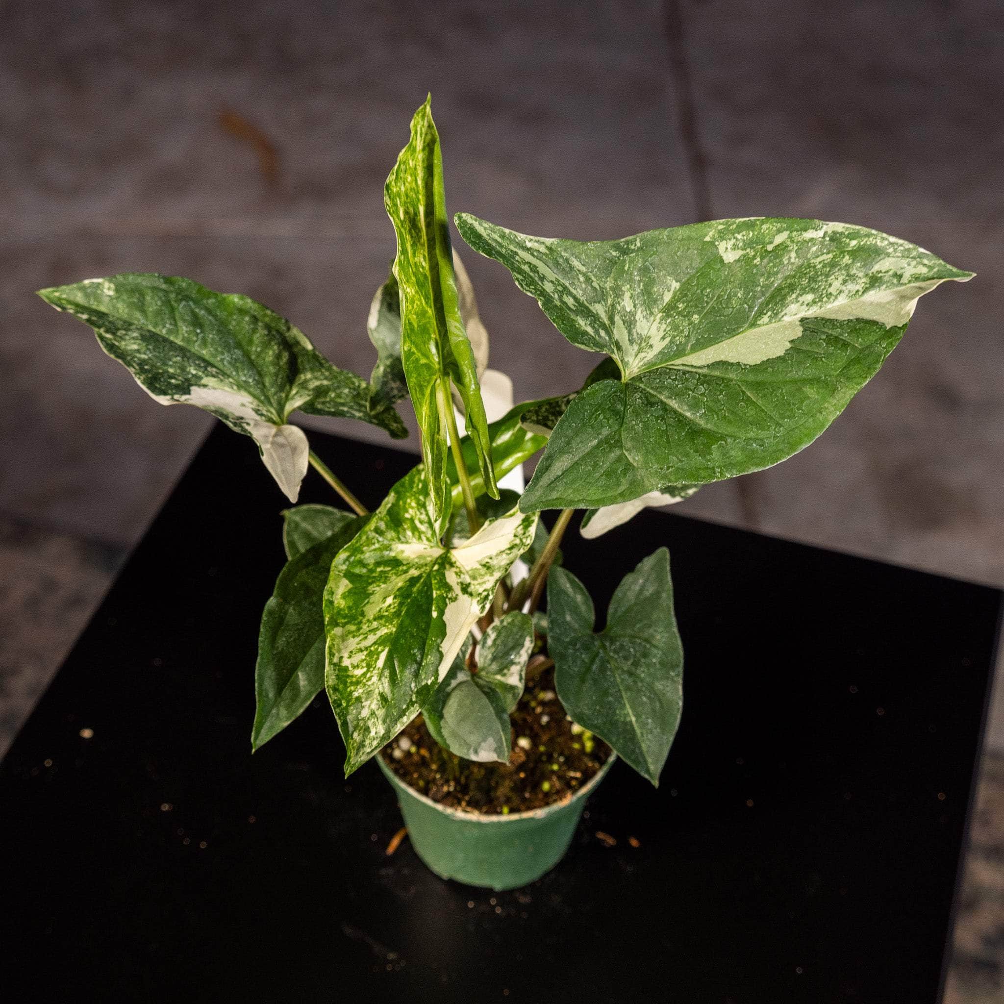 Syngonium podophyllum albo variegata - Gabriella Plants
