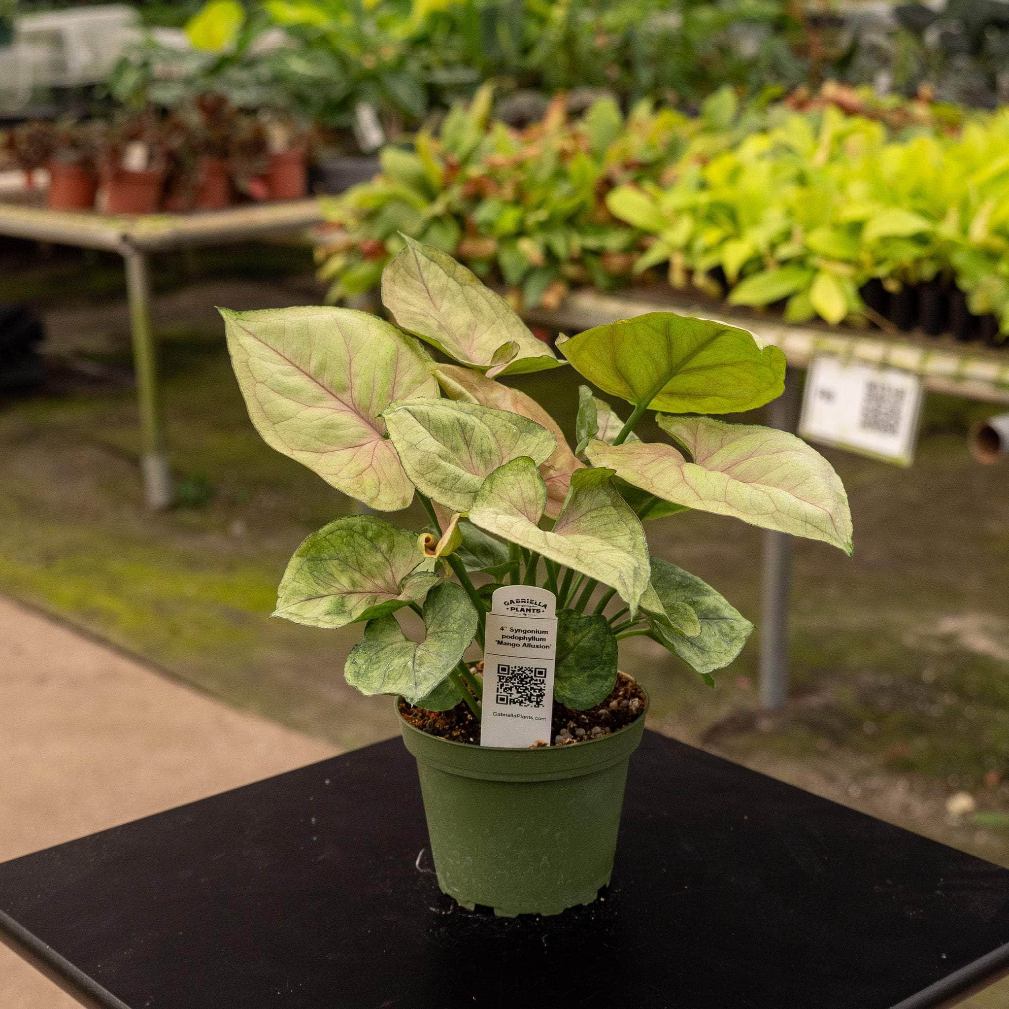 Syngonium podophyllum 'Mango Allusion' - Gabriella Plants