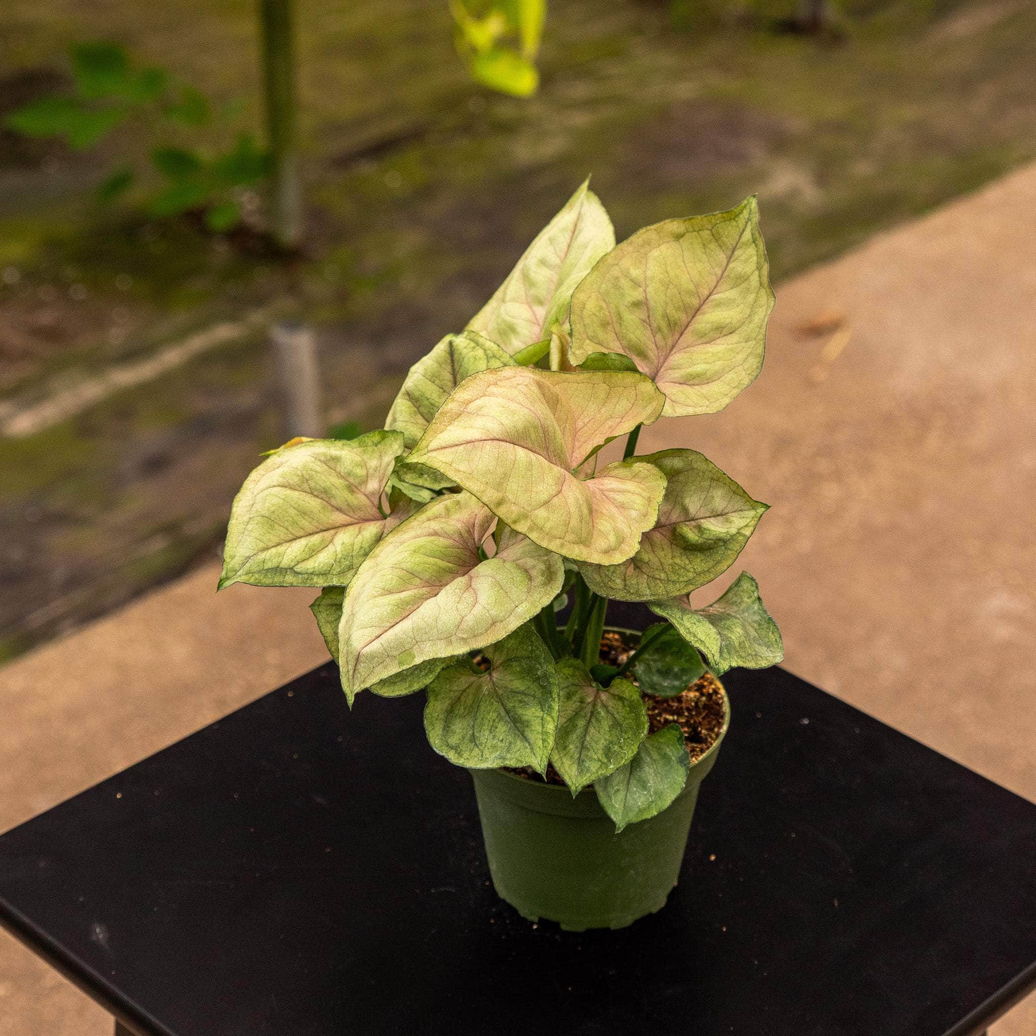 Syngonium podophyllum 'Mango Allusion' - Gabriella Plants