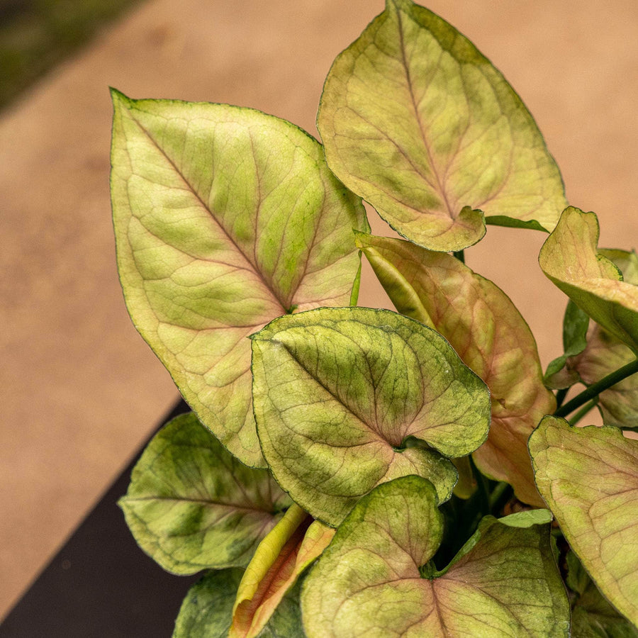 Syngonium podophyllum 'Mango Allusion' - Gabriella Plants