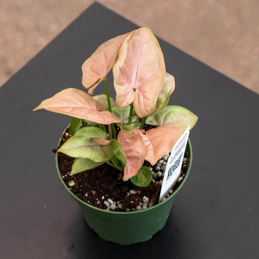 Syngonium podophyllum 'Neon Robusta' - Gabriella Plants