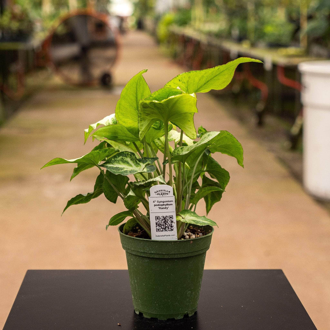 Syngonium podophyllum 'Randy' - Gabriella Plants