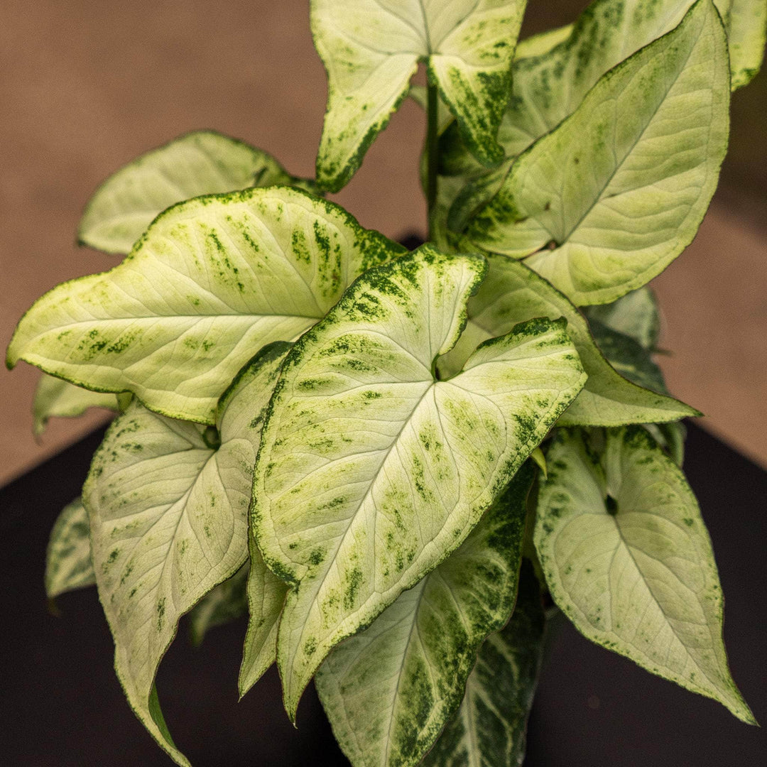 Syngonium podophyllum 'Randy' - Gabriella Plants