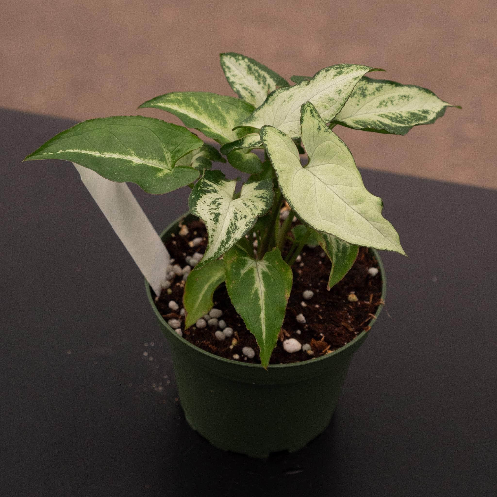 Syngonium podophyllum 'Randy' - Gabriella Plants