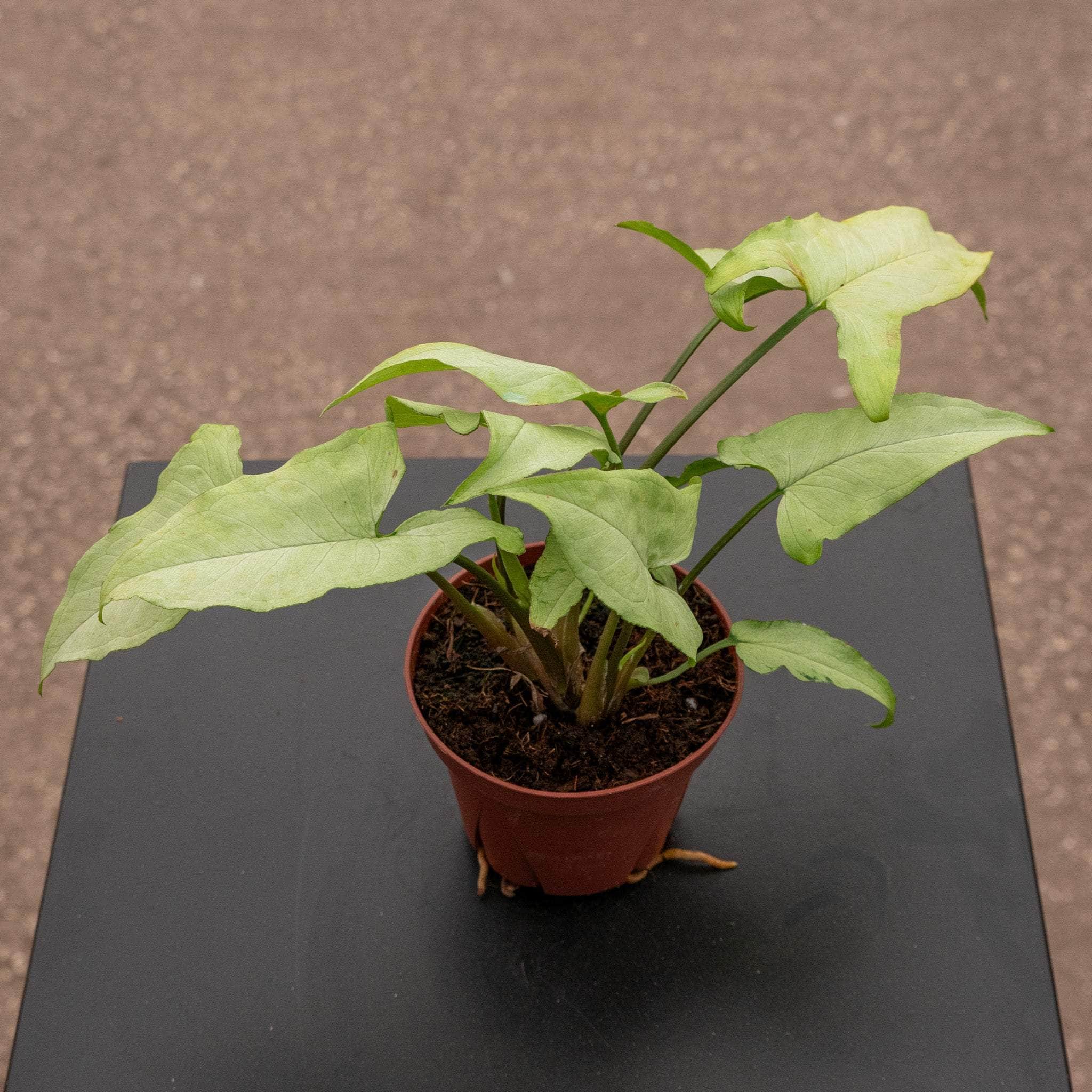 Syngonium Podophyllum 'Silver Fox' - Gabriella Plants