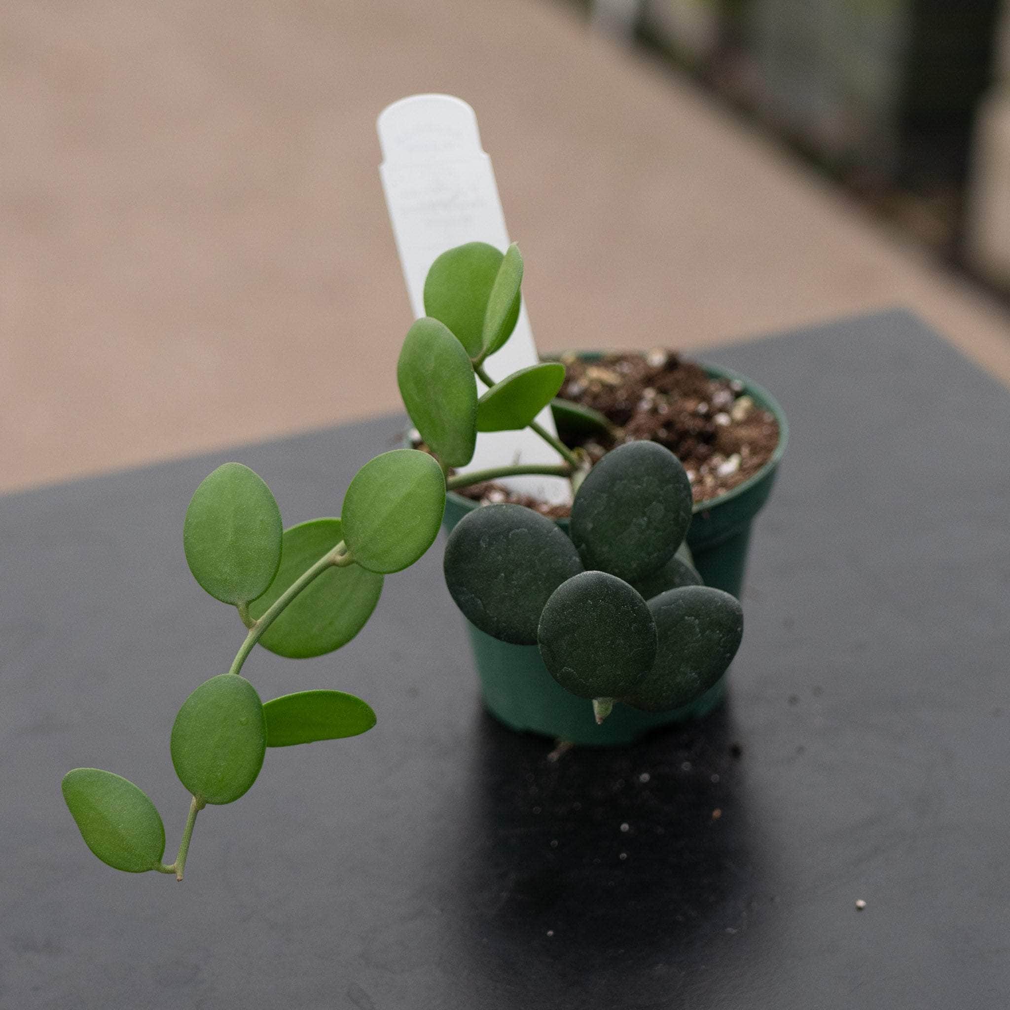 Xerosicyos danguyi 'String of Coins' - Gabriella Plants