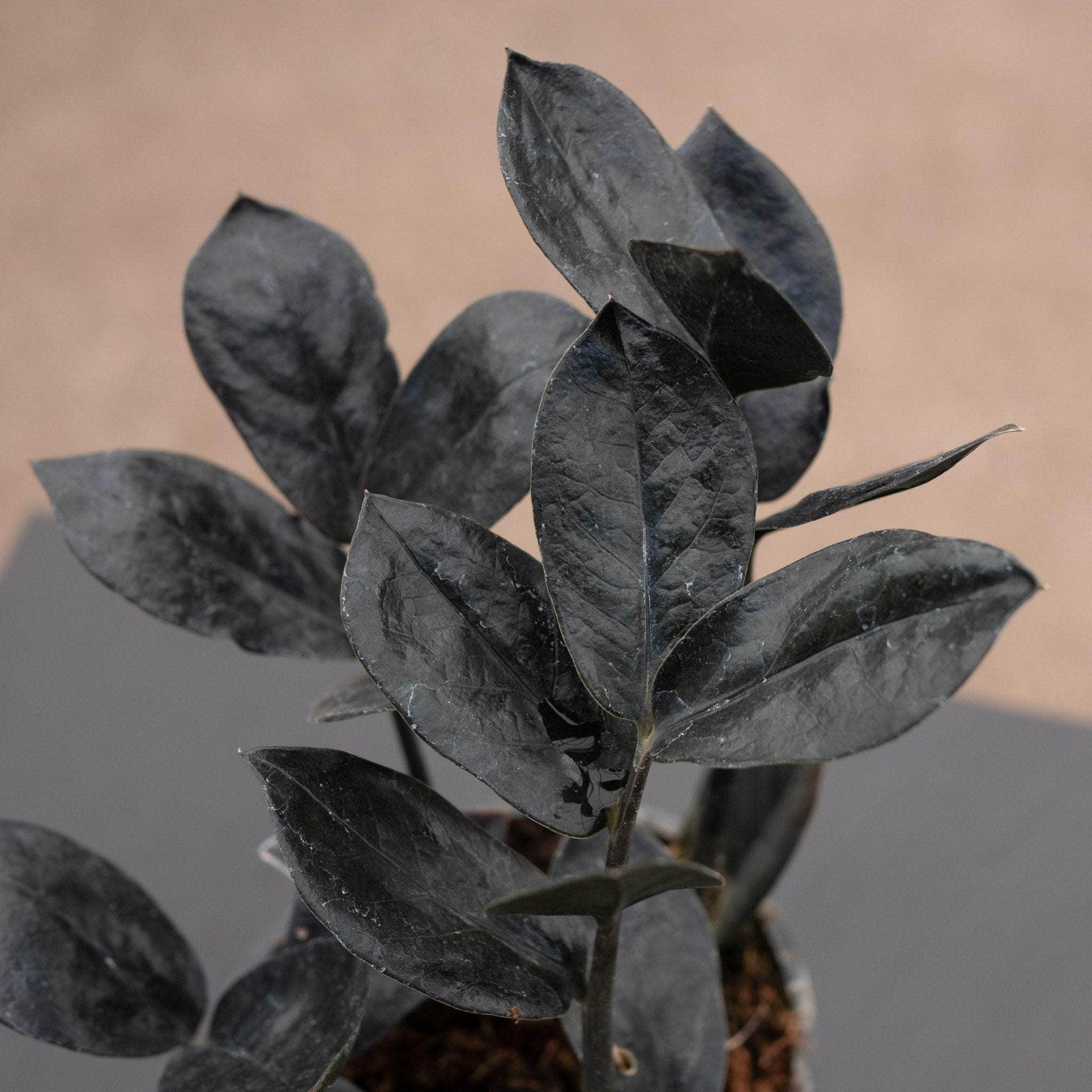 Zamioculcas zamiifolia 'Black Queen' - Gabriella Plants