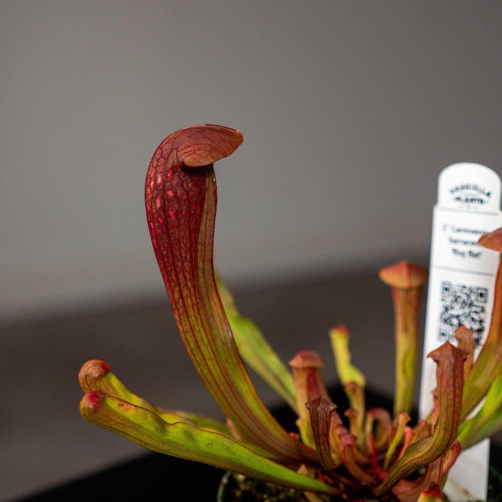 Carnivorous Sarracenia 'Bug Bat' - Gabriella Plants