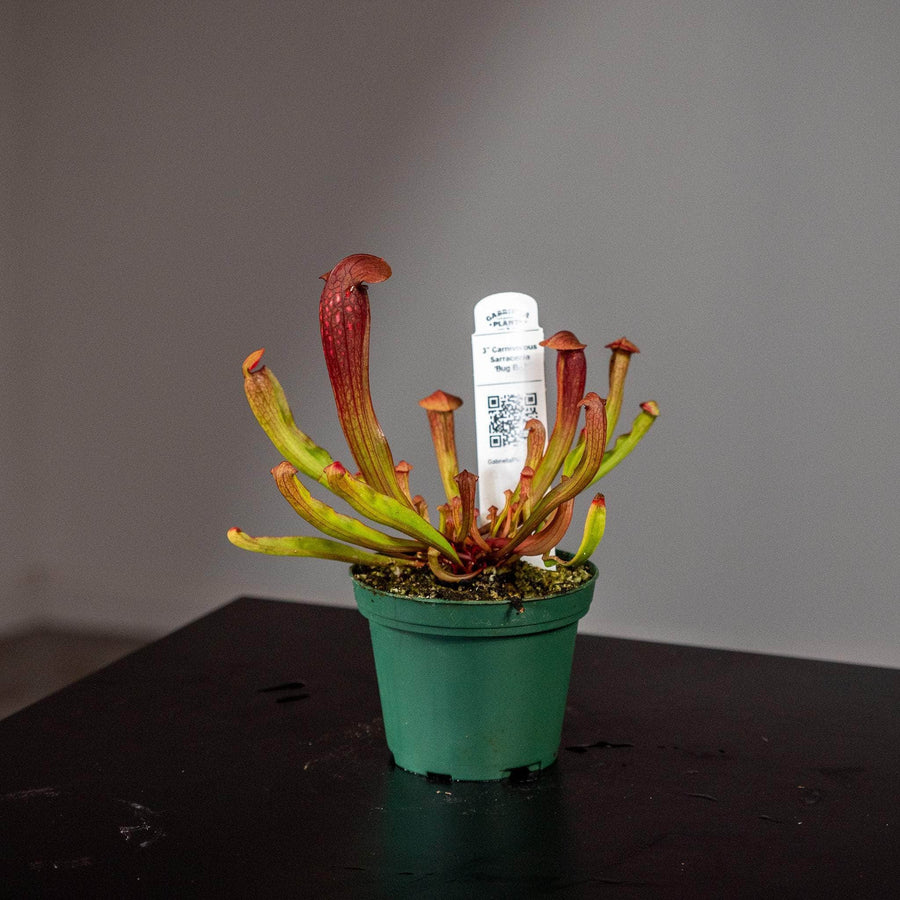 Carnivorous Sarracenia 'Bug Bat' - Gabriella Plants