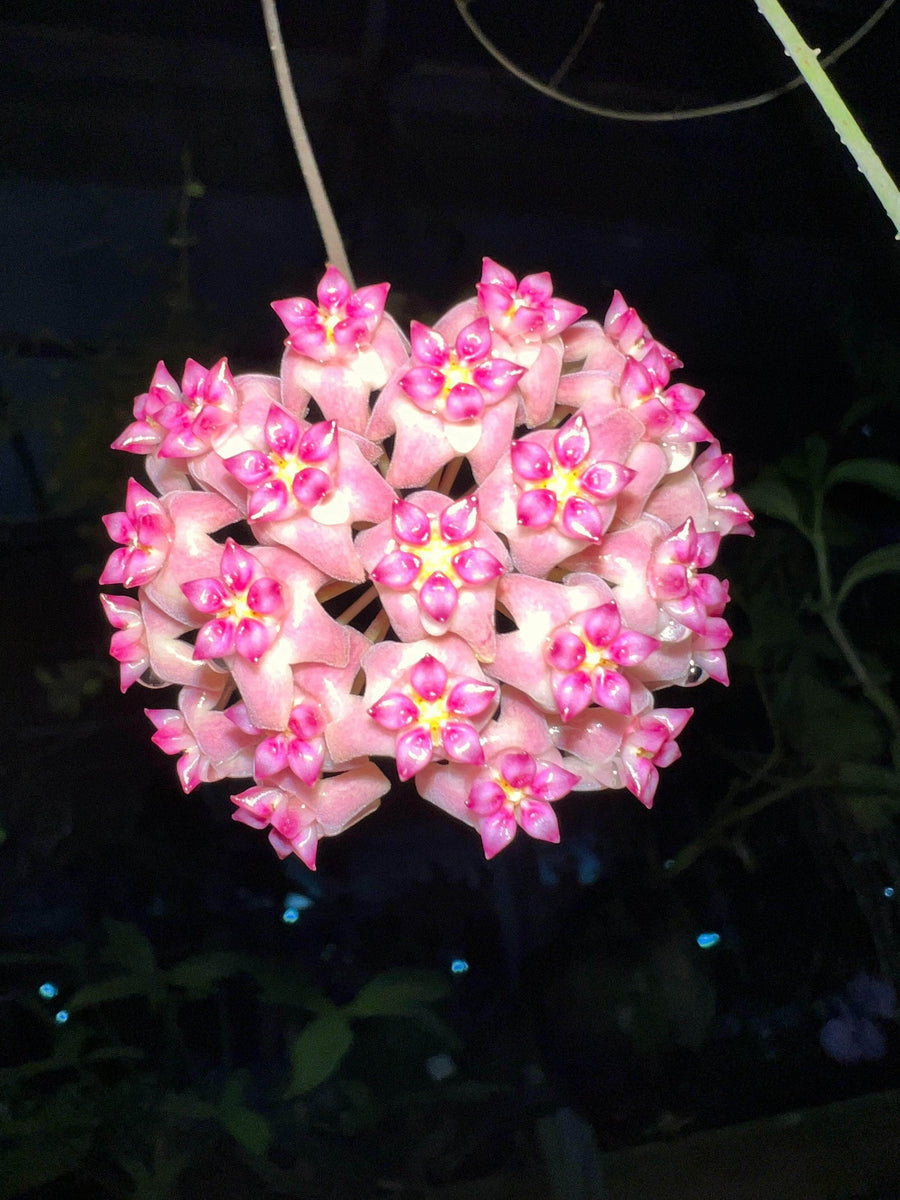Gabriella Plants
