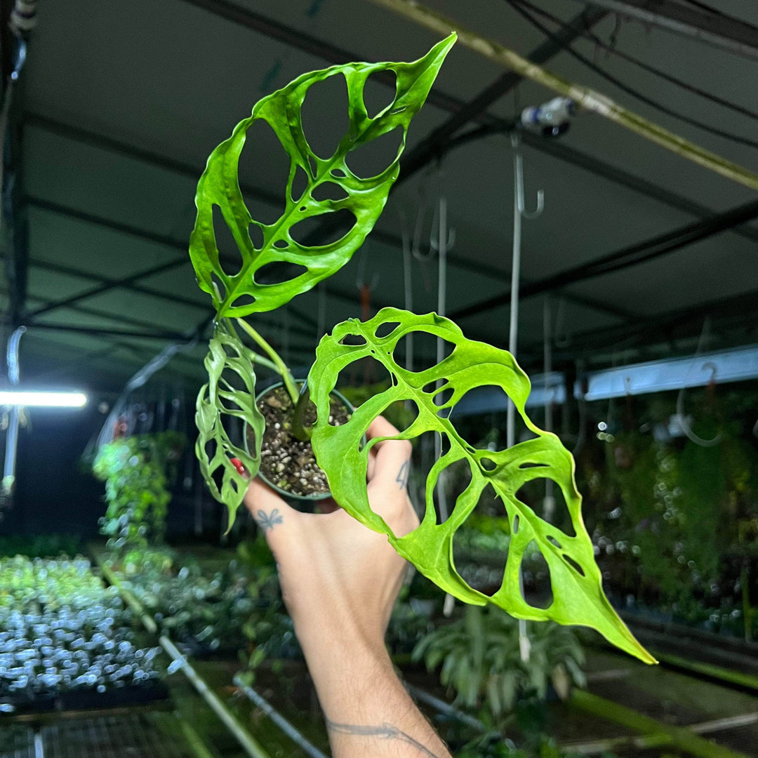 Monstera obliqua Peru - Gabriella Plants