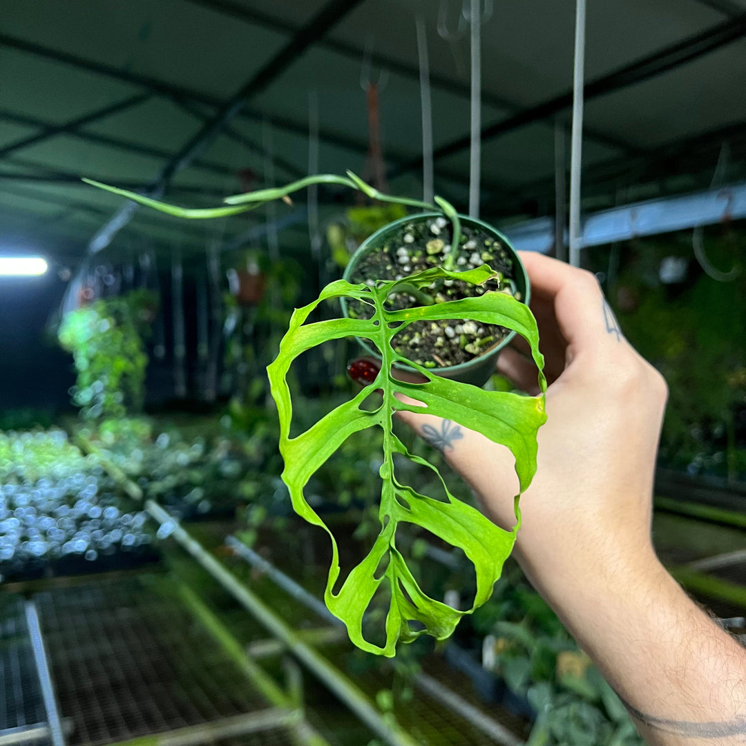 Monstera obliqua Peru - Gabriella Plants