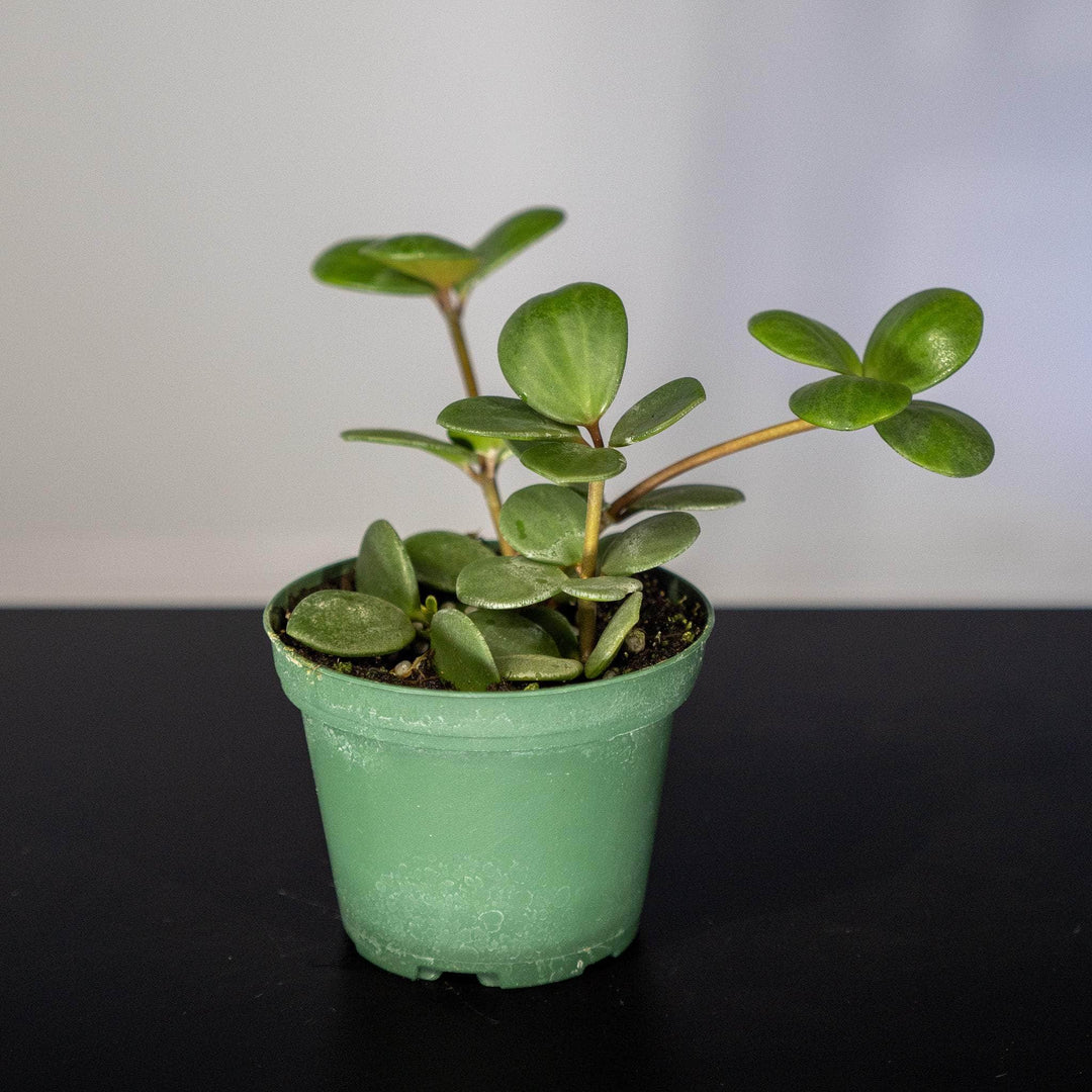 Peperomia 'Hope' - Gabriella Plants