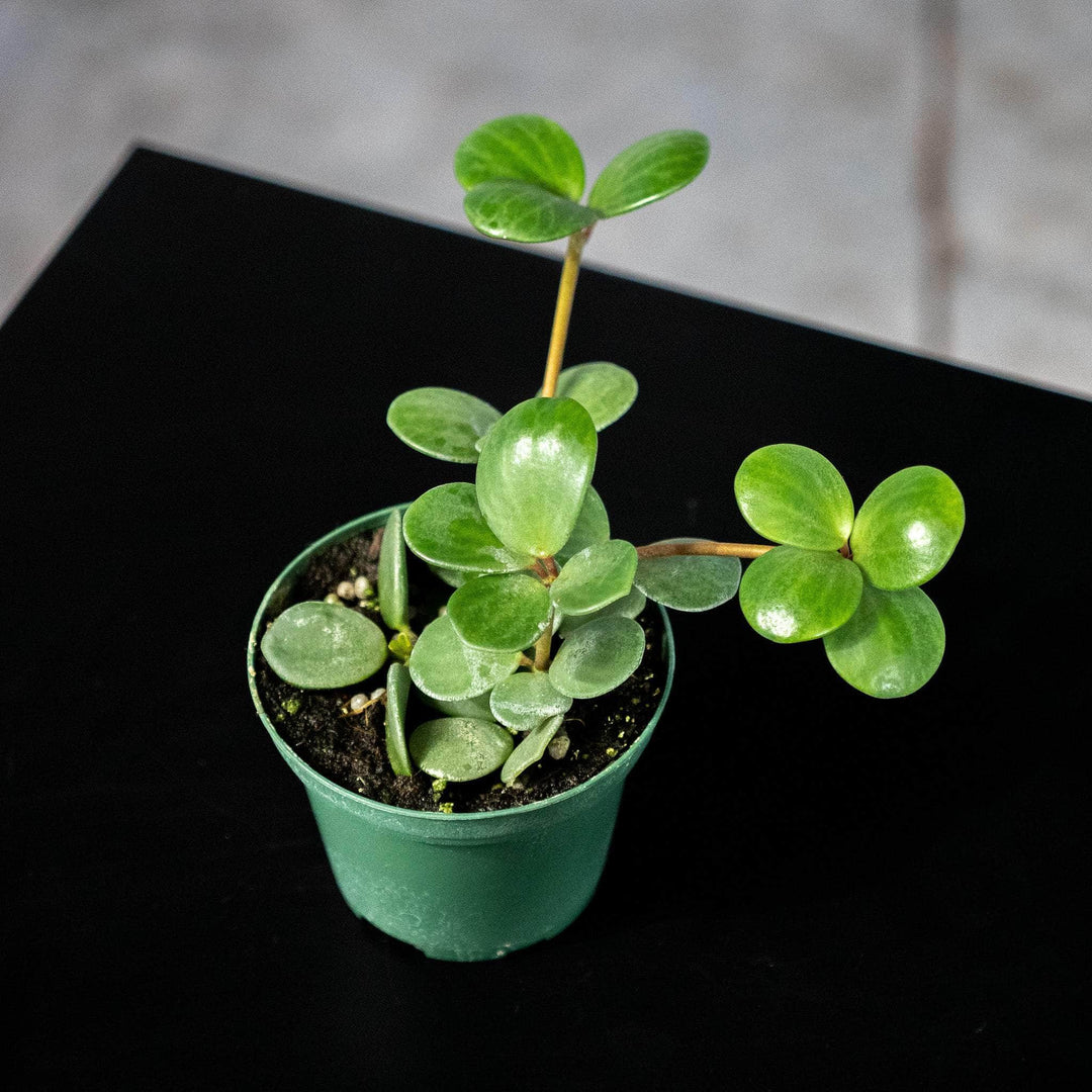 Peperomia 'Hope' - Gabriella Plants