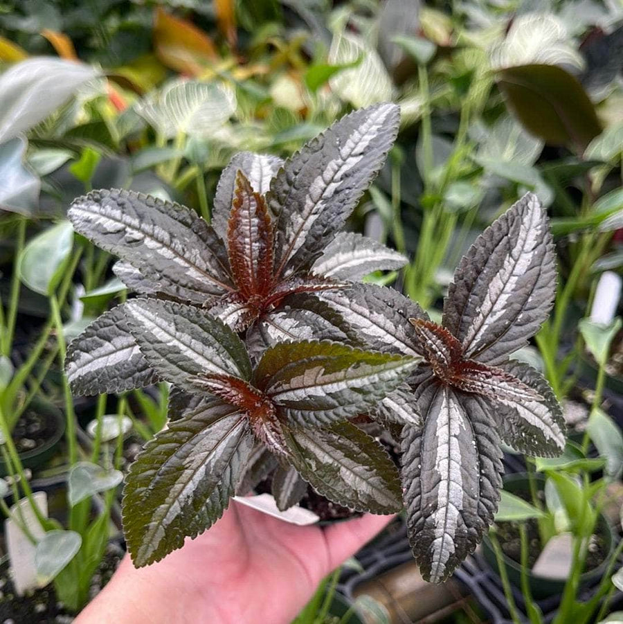 Pilea 'Silver Tree' - Gabriella Plants
