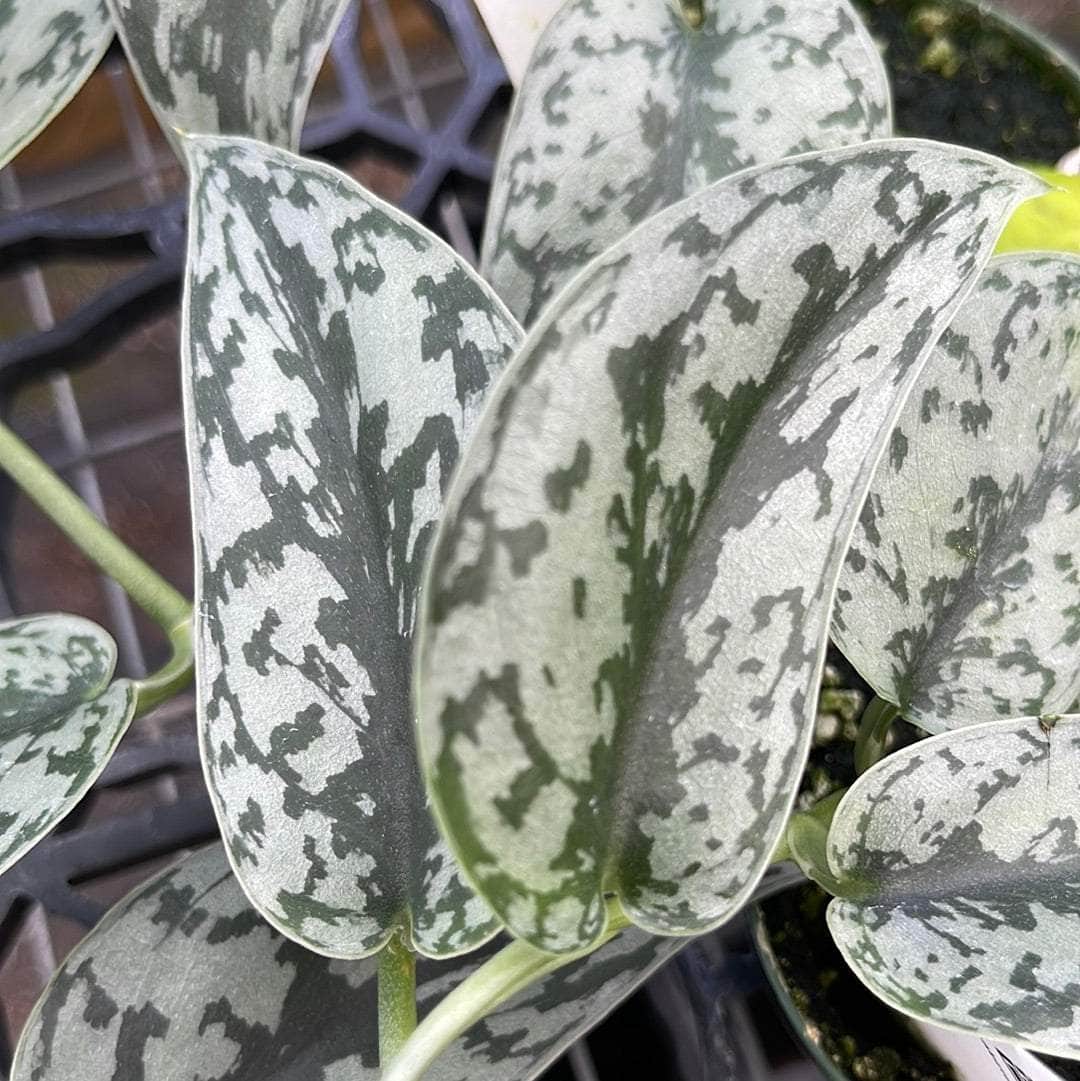 Scindapsus pictus 'Silver Lady' - Gabriella Plants