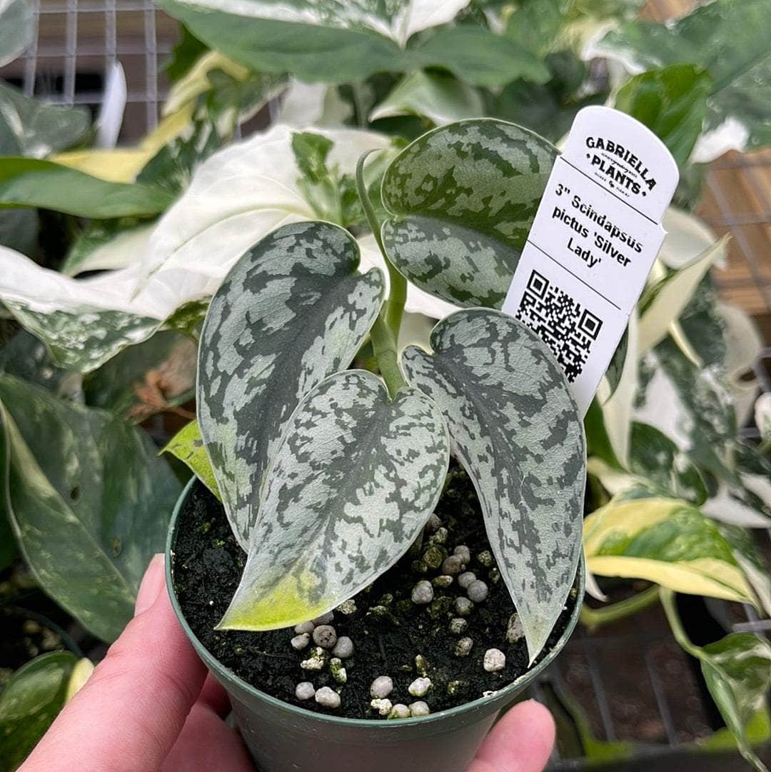 Scindapsus pictus 'Silver Lady' - Gabriella Plants