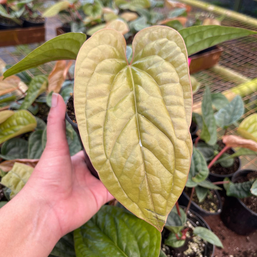 Gabriella Plants