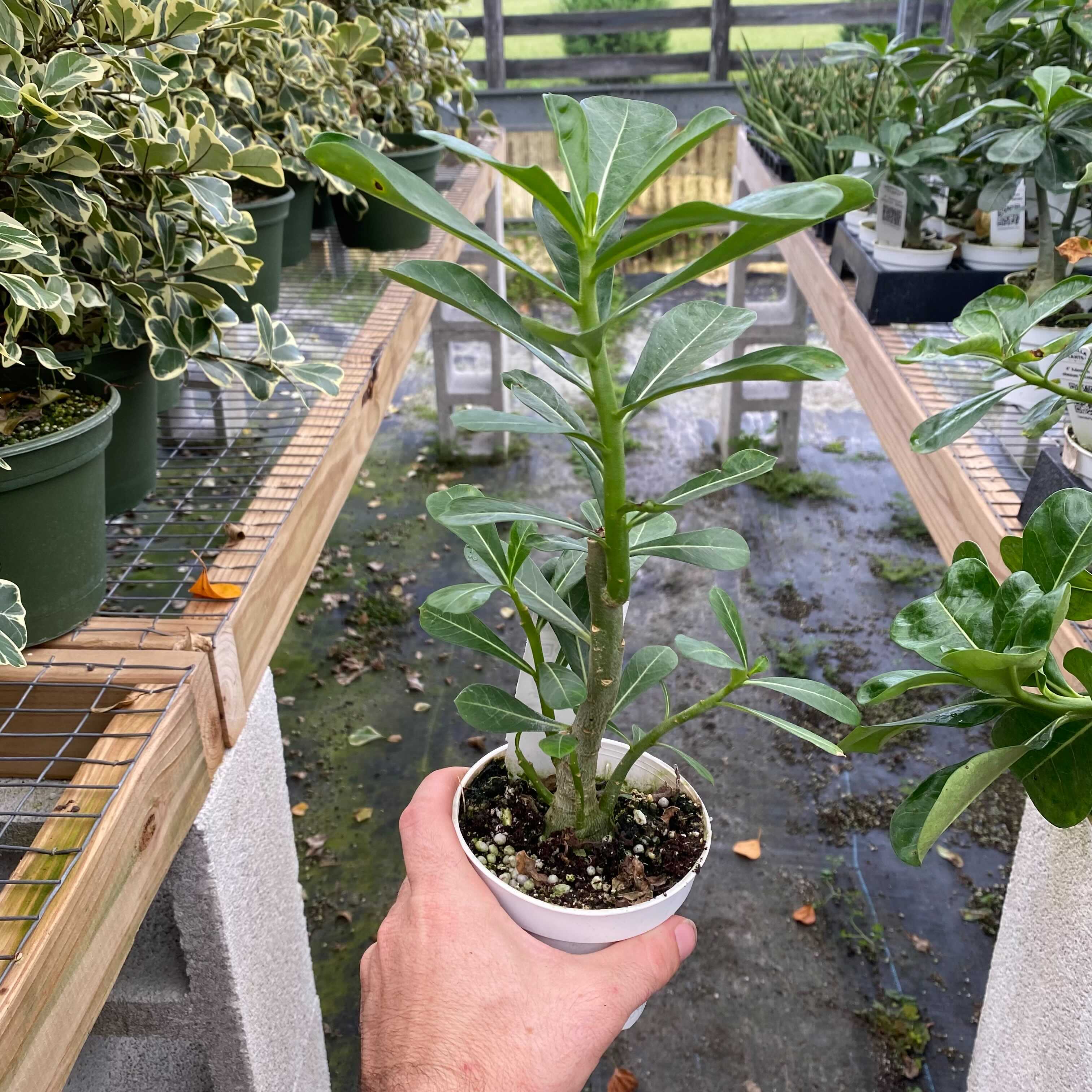 Adenium obesum 'Picotee' - Gabriella Plants